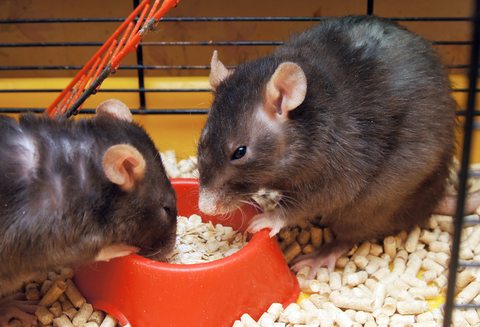Sugar Might Affect The Brain, UCLA Rat Study Reveals - The CARB ...